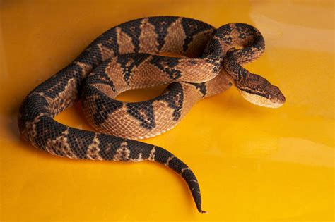 40 Facts About Bushmaster