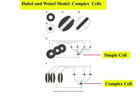 Ppt Primary Visual Cortex Simple Cells Powerpoint Presentation Free Download Id 9731049