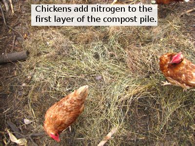 Chicken Assisted Composting Avian Aqua Miser