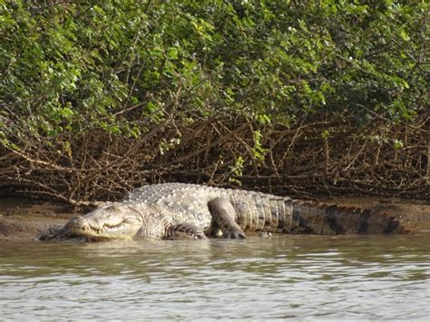 Chimpanzee Spotting And Other Cool Things To Do In River Gambia Np