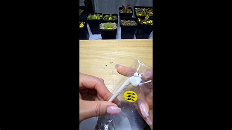 바오밥의뜰 라이브 다육판매영상 다육판매방 다육판매하는곳 다육이 다육이를부탁해 다육이판매영상 다육이라이브 다육이