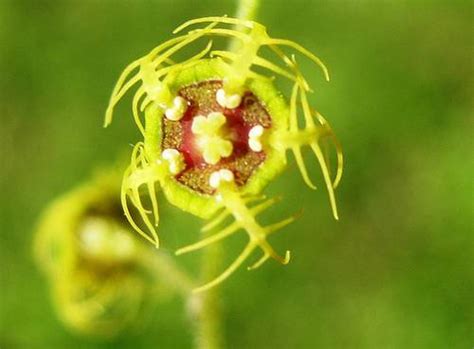 Mitella Plant Growing And Care Guide For Gardeners