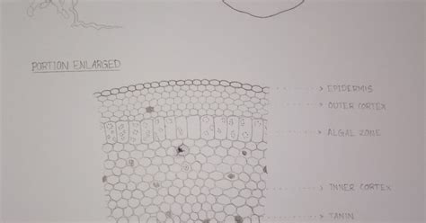 Rekhas Blog In Botany Cycas Coralloid Root T S