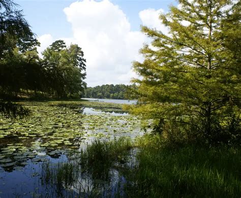 How Do Decomposers Interact With Their Ecosystem Facts