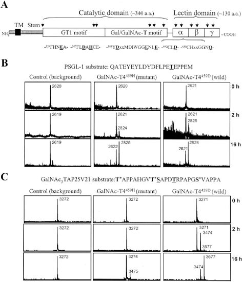 Figure 4 From The Lectin Domain Of Udp N Acetyl D Galactosamine