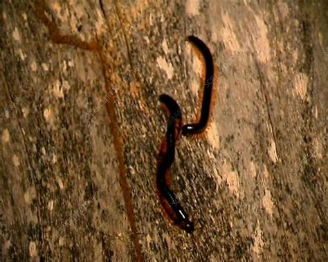 Millipedes Mating Stock Video Clip K001 1928 Science Photo Library