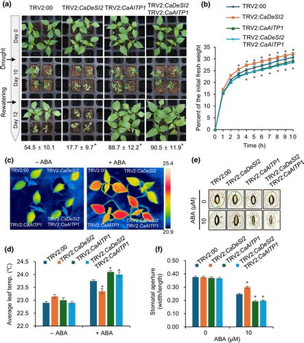 Pepper Sumo Protease Cadesi2 Positively Modulates The Drought Responses Via Desumoylation Of