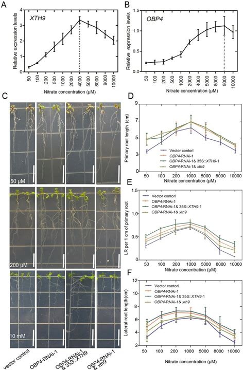 Relative Expression Of Xth9 And Obp4 Genes In Response To Nitrate
