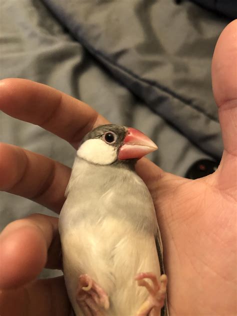 Heres Some Photos Of My Java Bunny Since People Seemed To Like The Last Photos Rfinches