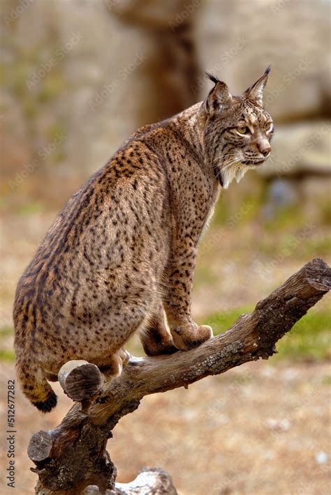 Iberian Lynx Lynx Pardinus Is A Wild Cat Species Endemic To The