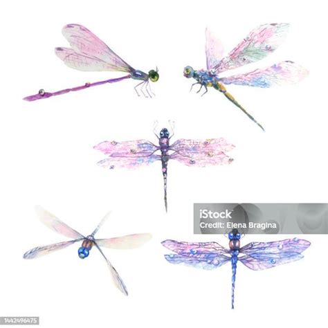 흰색 배경에 격리된 보라색 잠자리의 손으로 그린 수채화 그림 잠자리에 대한 스톡 벡터 아트 및 기타 이미지 잠자리 수채화