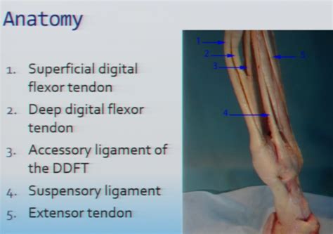 Las Feet Tendons And Flexural Limb Deformities Flashcards Quizlet