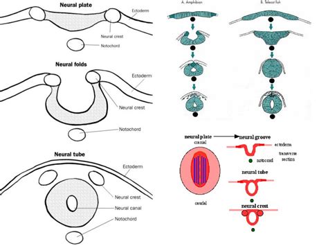 Applied Developmental Biology Dr Lubna Tahtamouni Ppt Download