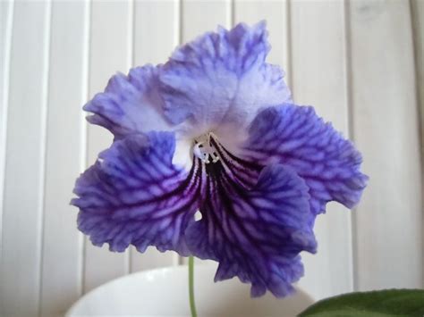 Pin by Evuška on Streptocarpus | Plants, Garden