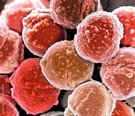 Staphylococcus Bacteria SEM Stock Photo Adobe Stock