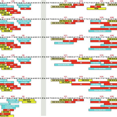 Jay Neitz Professor Doctor Of Philosophy University Of Washington Seattle Seattle Uw