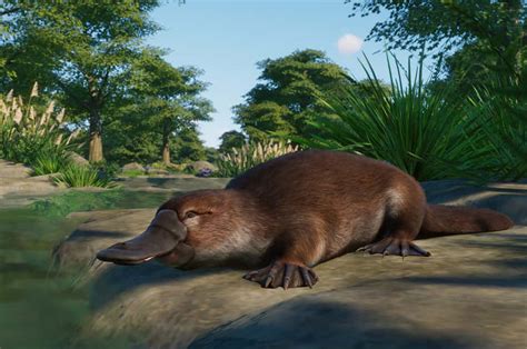 100 Platypus Wallpapers