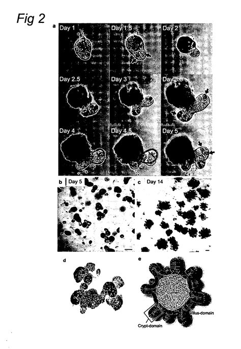Epithelial Stem Cell Patented Technology Retrieval Search Results
