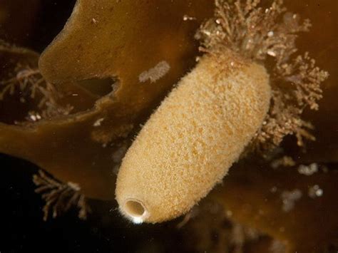 Sycon ~ Everything You Need To Know With Photos Videos