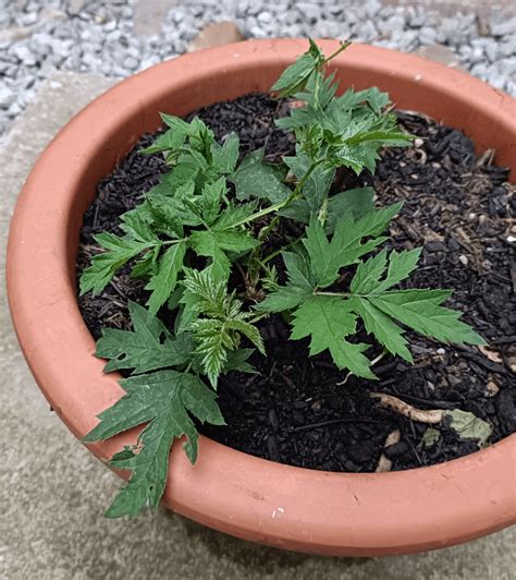 My New And Unusual Blackberry Variety The Cutleaf Evergreen Blackberry Rvegetablegardening