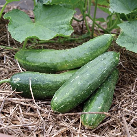 Japanese Climbing Cucumber