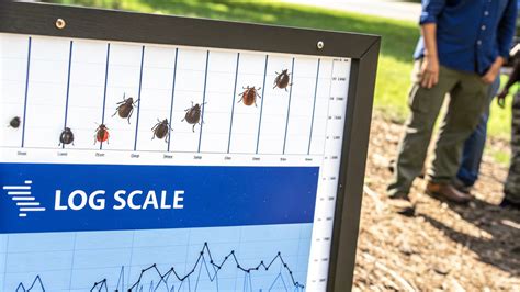 Linear Vs Log Scale In Technical Analysis