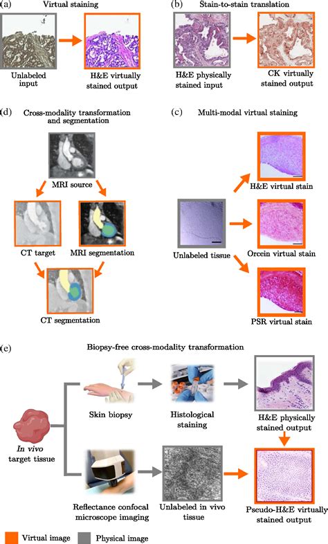 cross modality transformations in biological microscopy enabled by deep