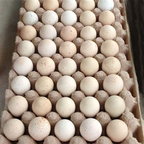 Chukar Partridge Eggs