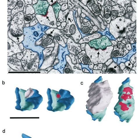 The Axonspine Interface A Schematic Illus Tration Of The Psd The