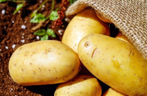 How To Prevent Terrible Potato Blight With This Easy To Follow Guide