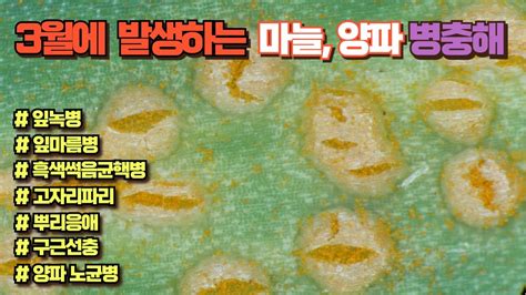 3월 마늘과 양파에 발생하는 병충해를 진단하고 방제약을 추천드립니다 마늘 양파 자막있음 Youtube