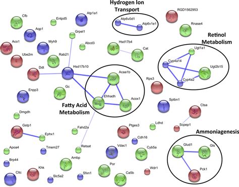 String Pathway Analysis Of Proteins That Are Increased In The Proximal