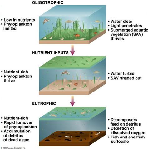 Envr 1000 Lecture Notes Fall 2017 Lecture 3 Biochemical Oxygen
