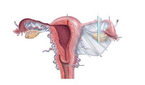 Solved Label The Following Structures Chegg Com