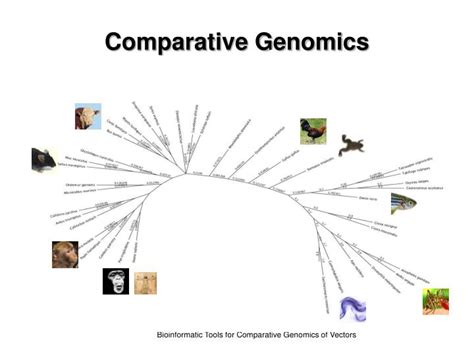 PPT Comparative Genomics PowerPoint Presentation Free Download ID 3263960