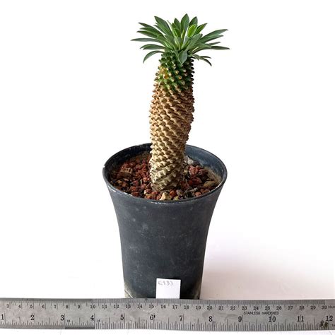 Euphorbia Sotetsu Kirin For Sale By Little One Plant Nursery Ebay