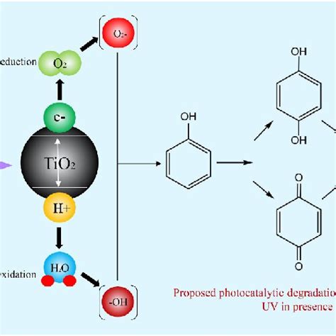 Uv Photocatalysis Of Phenol Using Tio 2 Download Scientific Diagram