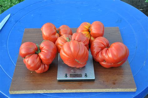 Насіння томату Великий Зак Big Zac Tomato Pomidorki