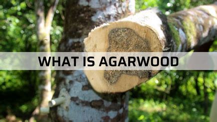 What Is Agarwood Where Is Agarwood Found