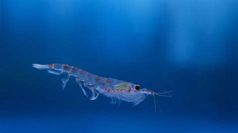 青岛南极维康生物科技有限公司 南极磷虾油 磷虾肽 磷虾油厂家