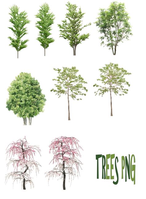 Trees Png By Mysticmorning On DeviantArt