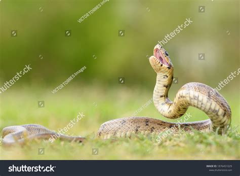 Python Mouth Open Images Stock Photos D Objects Vectors Shutterstock