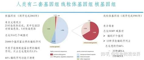 核基因时代，还有必要做线粒体基因组研究吗？ 知乎