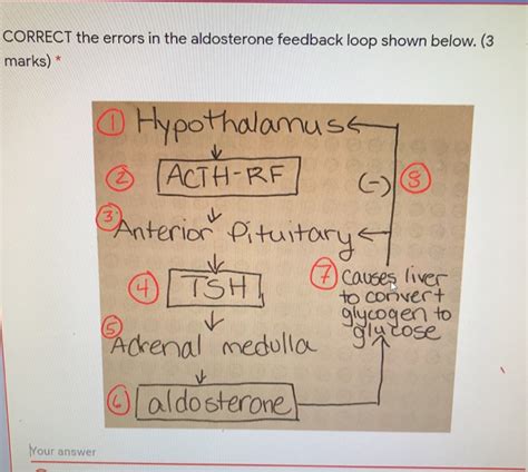 Correct The Errors In The Aldosterone Feedback Loop