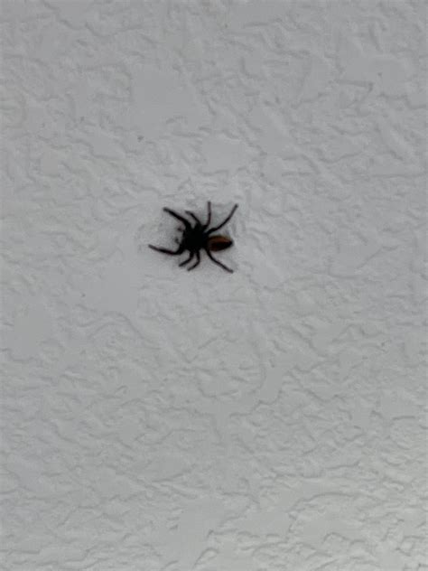 This Guy Crawling Around My Cieling Rspiders