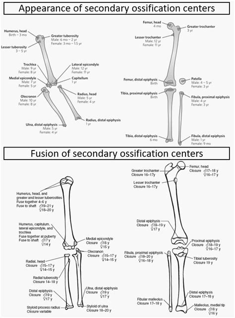 Ossification Dfinition C39est Quoi