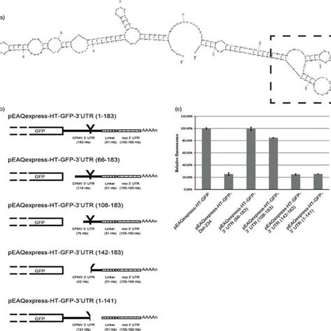 Importance Of Secondary Structure In The 3′ Utr A Secondary