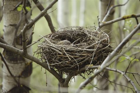 Mapping Nesting Sites For Bird Populations Ar Generative Ai Premium