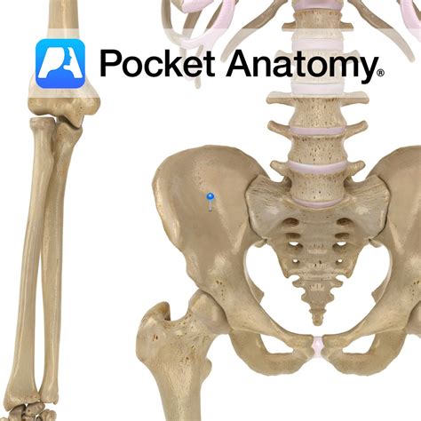 Iliac Fossa