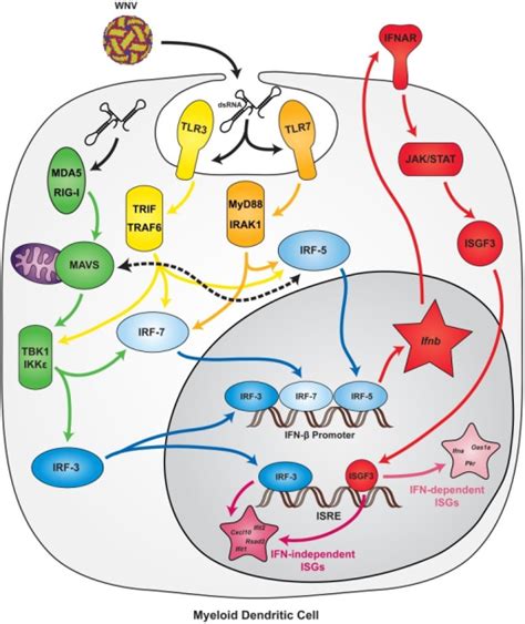 Model Of Type I Ifn And Isg Induction In Mdc Wnv Infect Open I